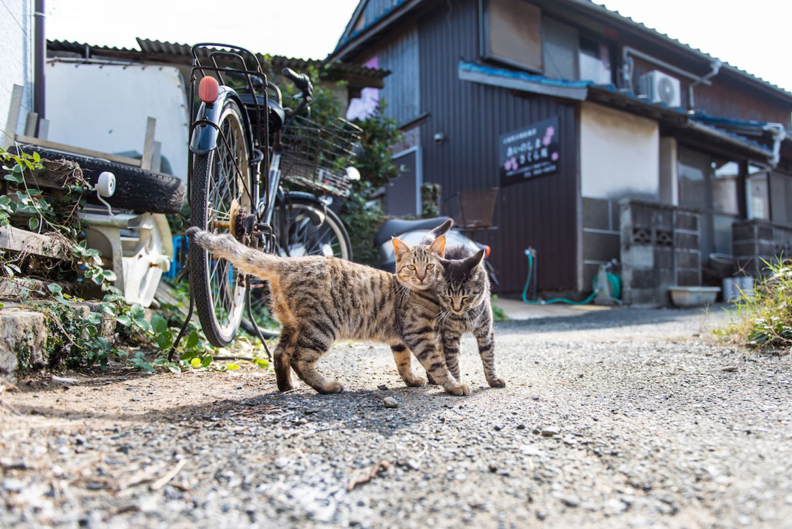 Andrew Marttila's photography series captures the feline residents of ...