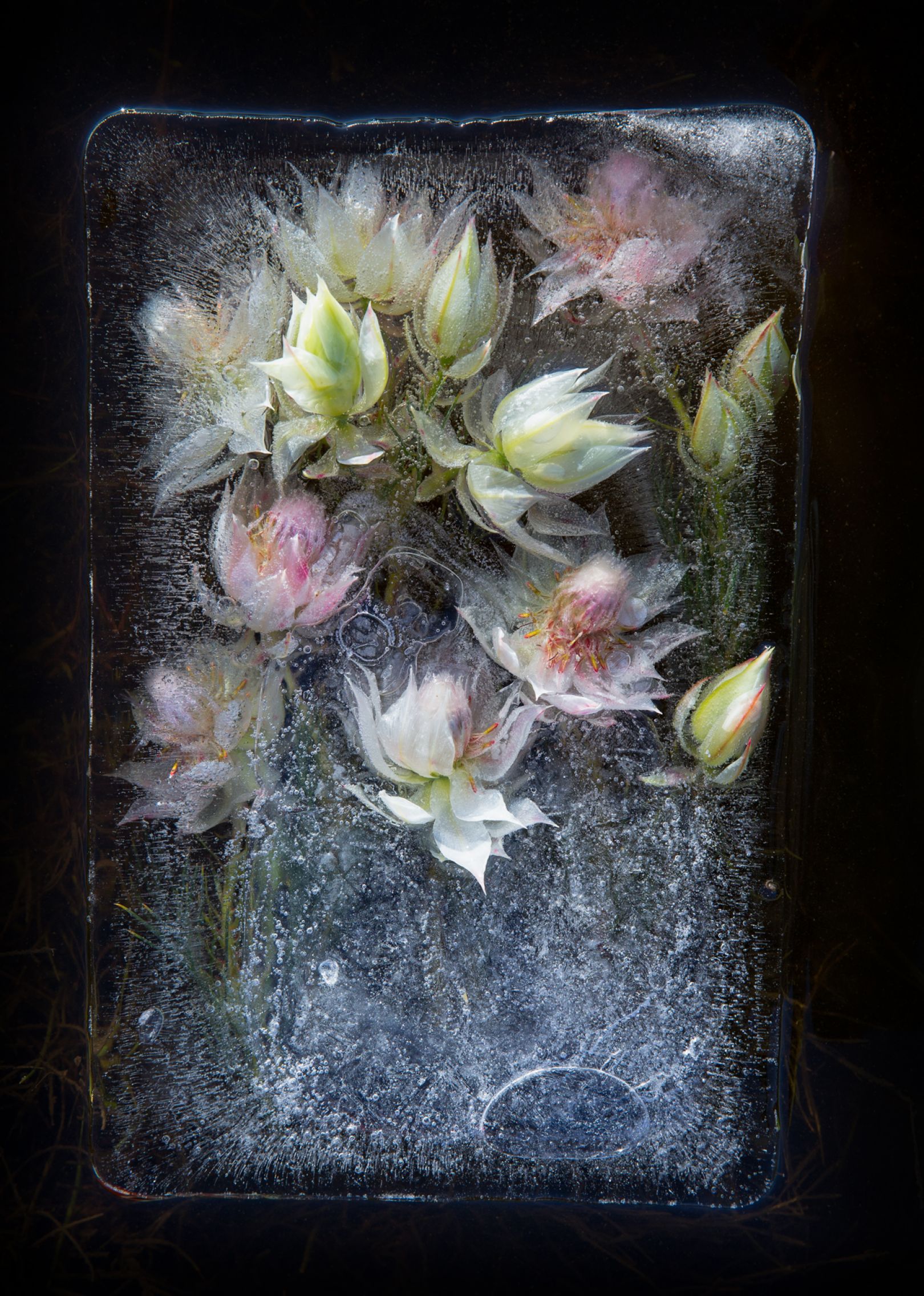 Romantic photographs of frozen flowers in blocks of ice capture the ...
