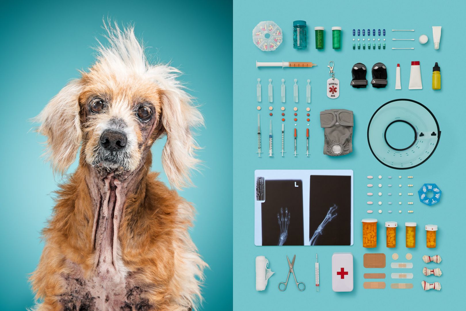 A Dog's Life: Photographs of pooches alongside the objects that shape ...
