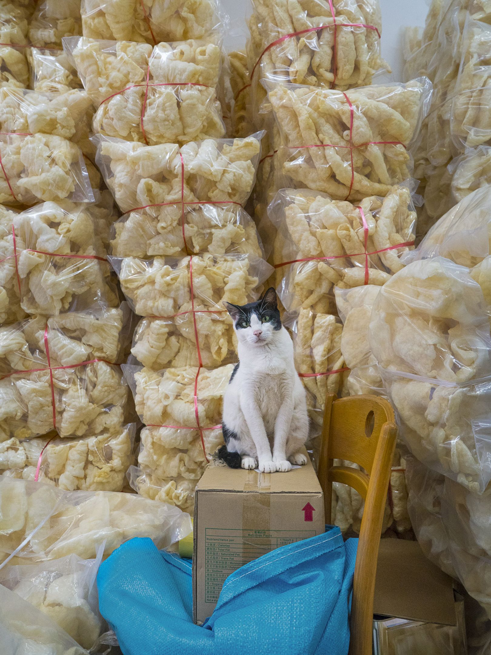 Shop Cats: Photographer captures charming felines living in Hong Kong's ...