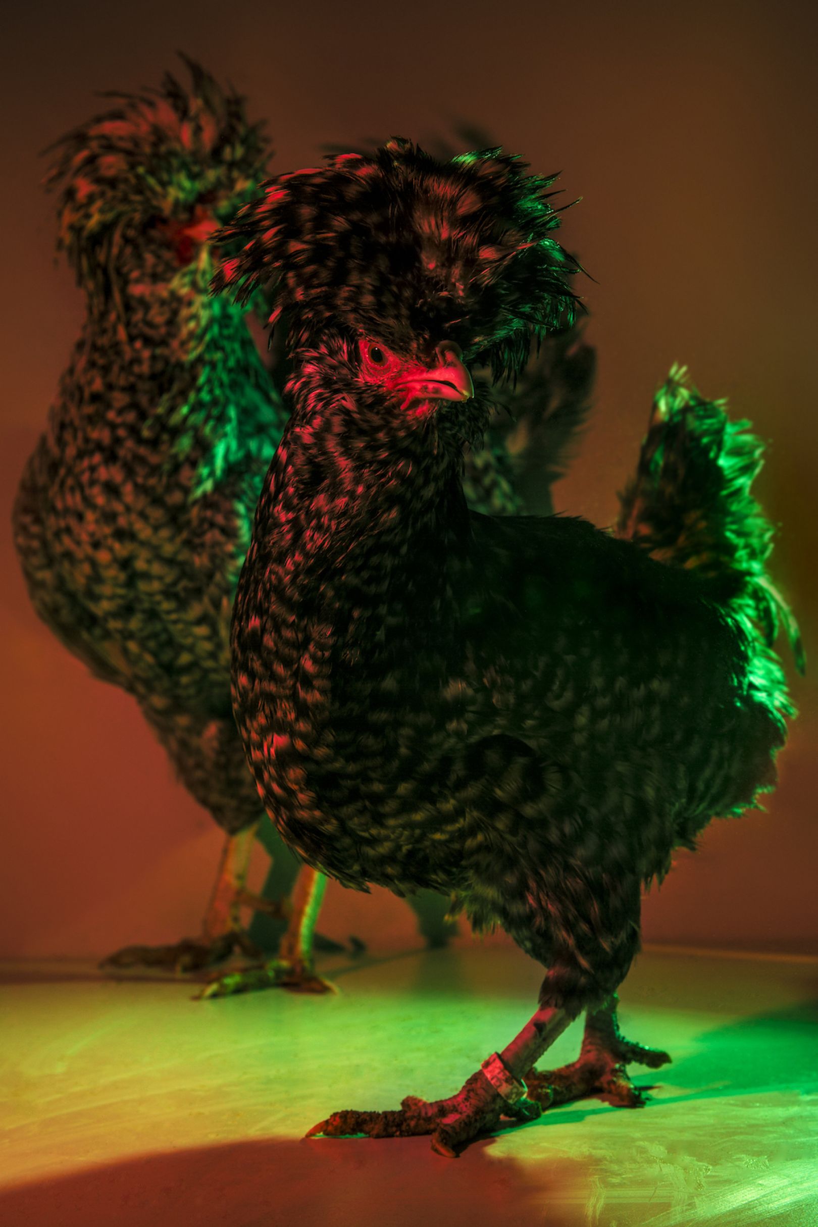 Chic Chicks: Photographer poses baby chickens as high-fashion models ...