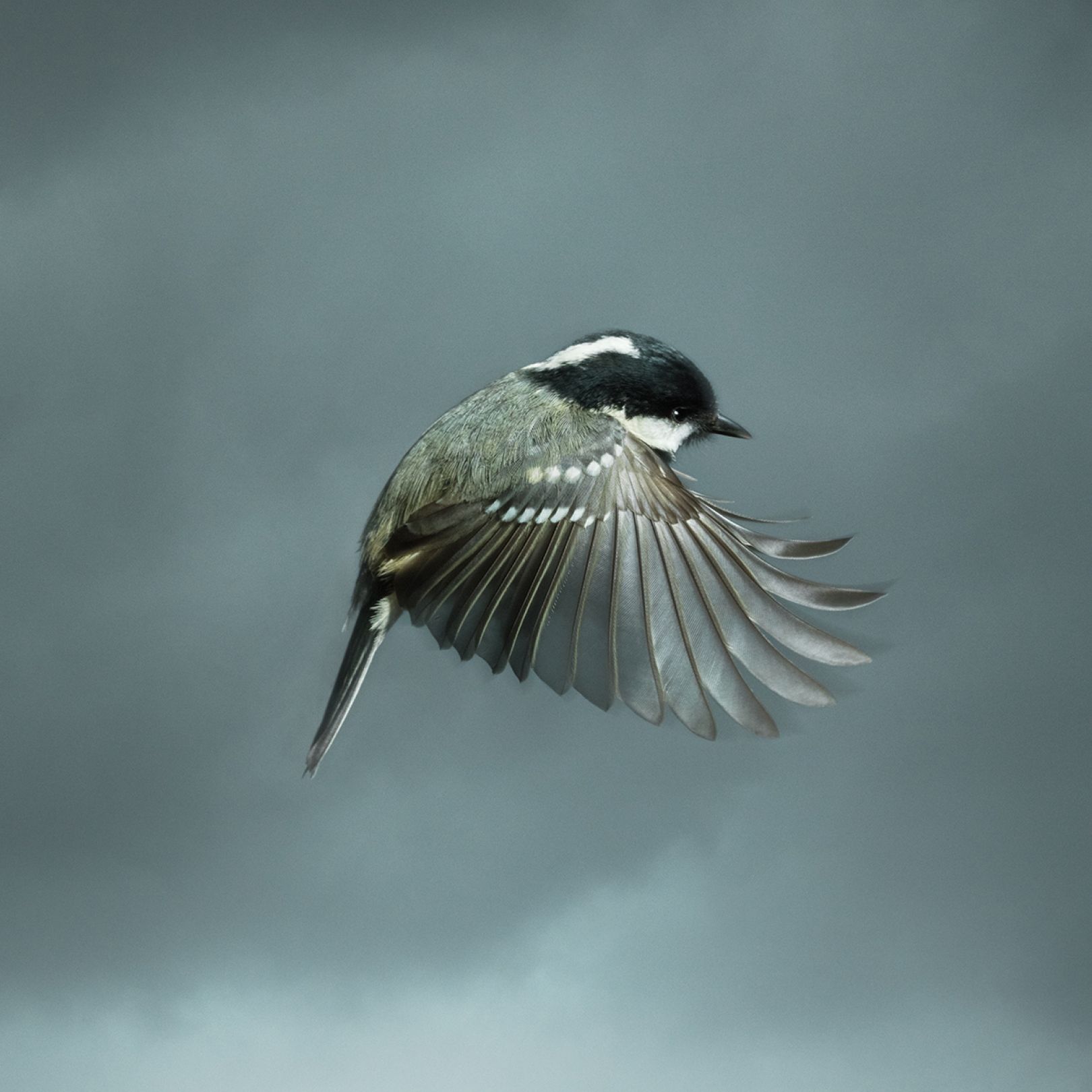 Everyday British birds captured mid-flight in the wild by photographer ...
