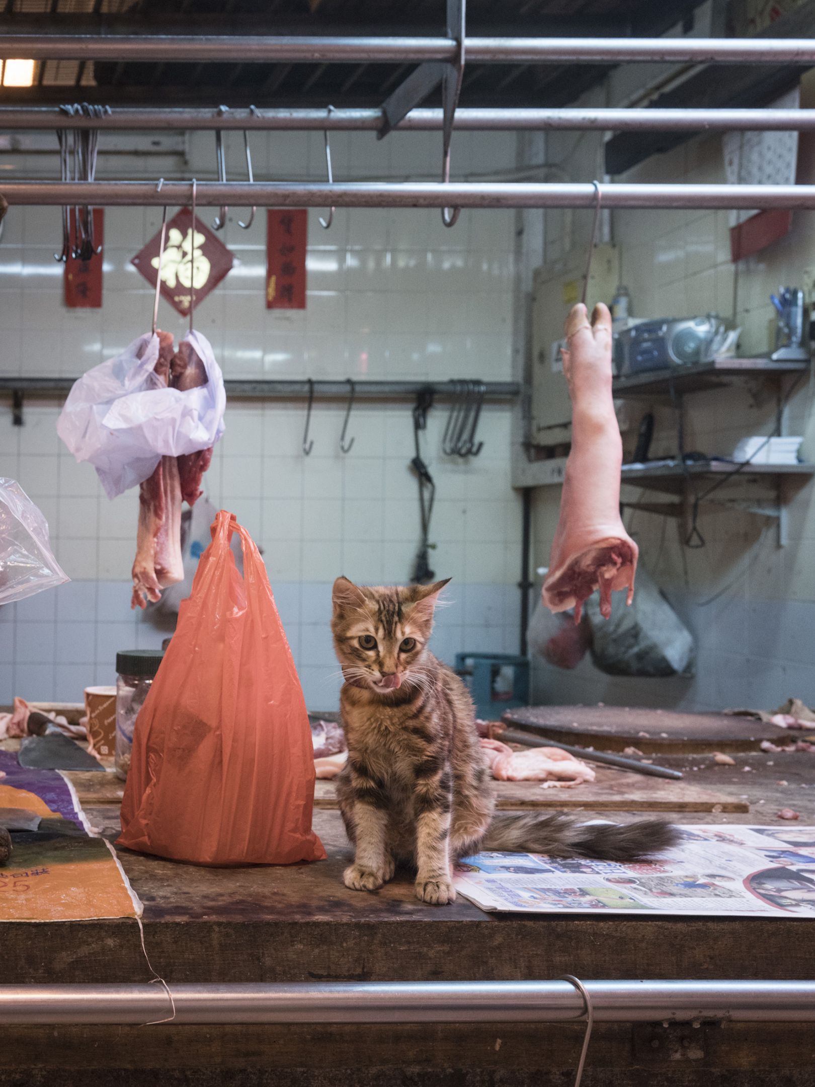 Photographer reveals the secret lives of Hong Kong's market cats in ...