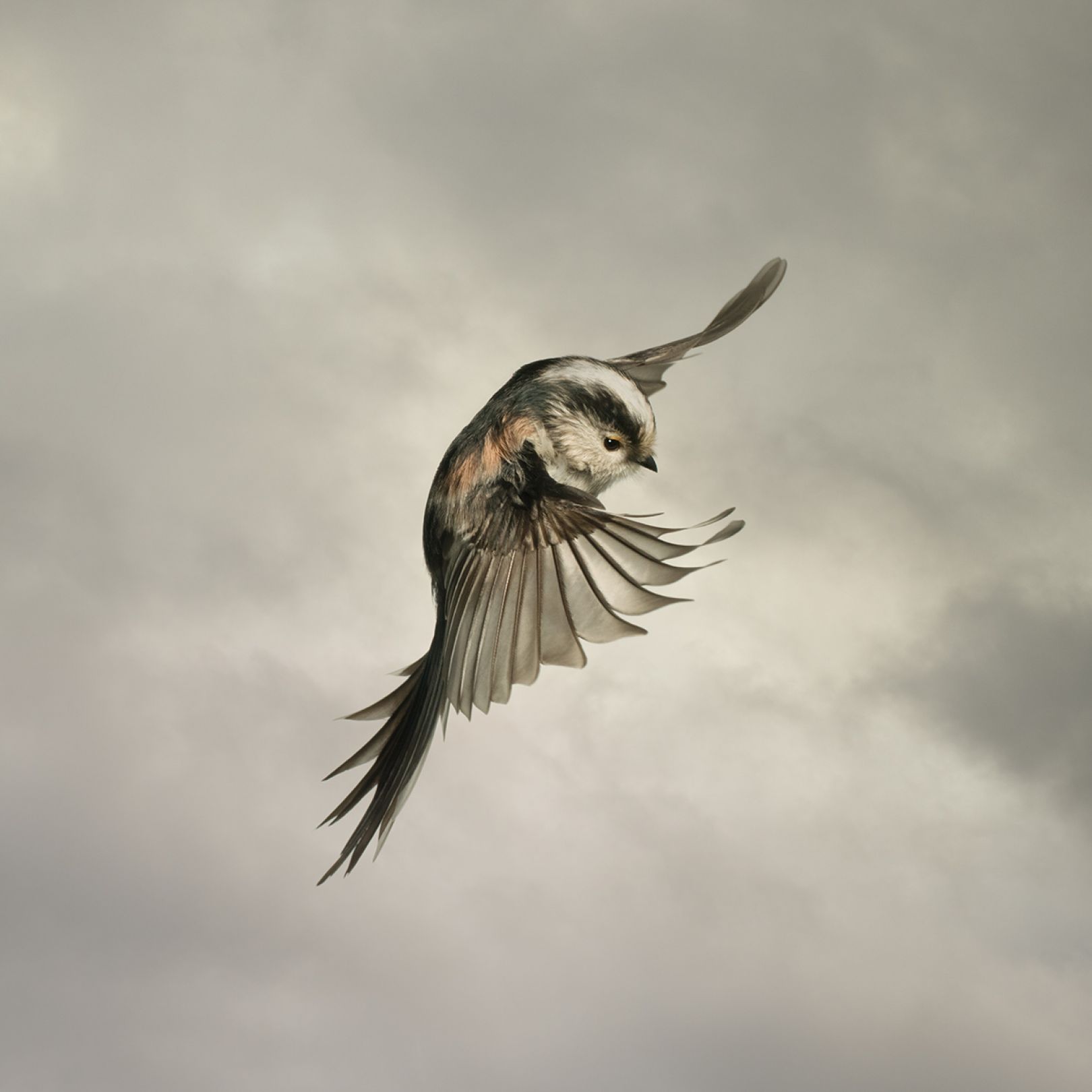 Everyday British birds captured mid-flight in the wild by photographer ...