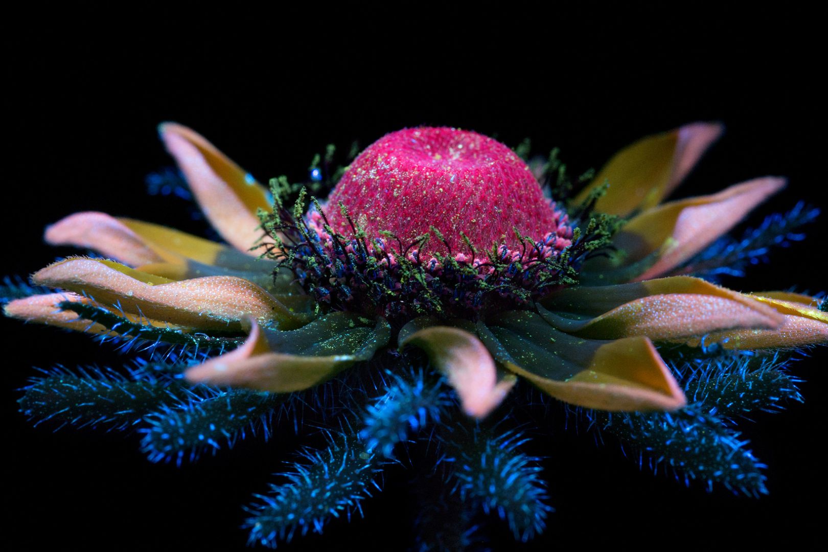 Photographs of flowers shot under ultraviolet and infrared lights ...