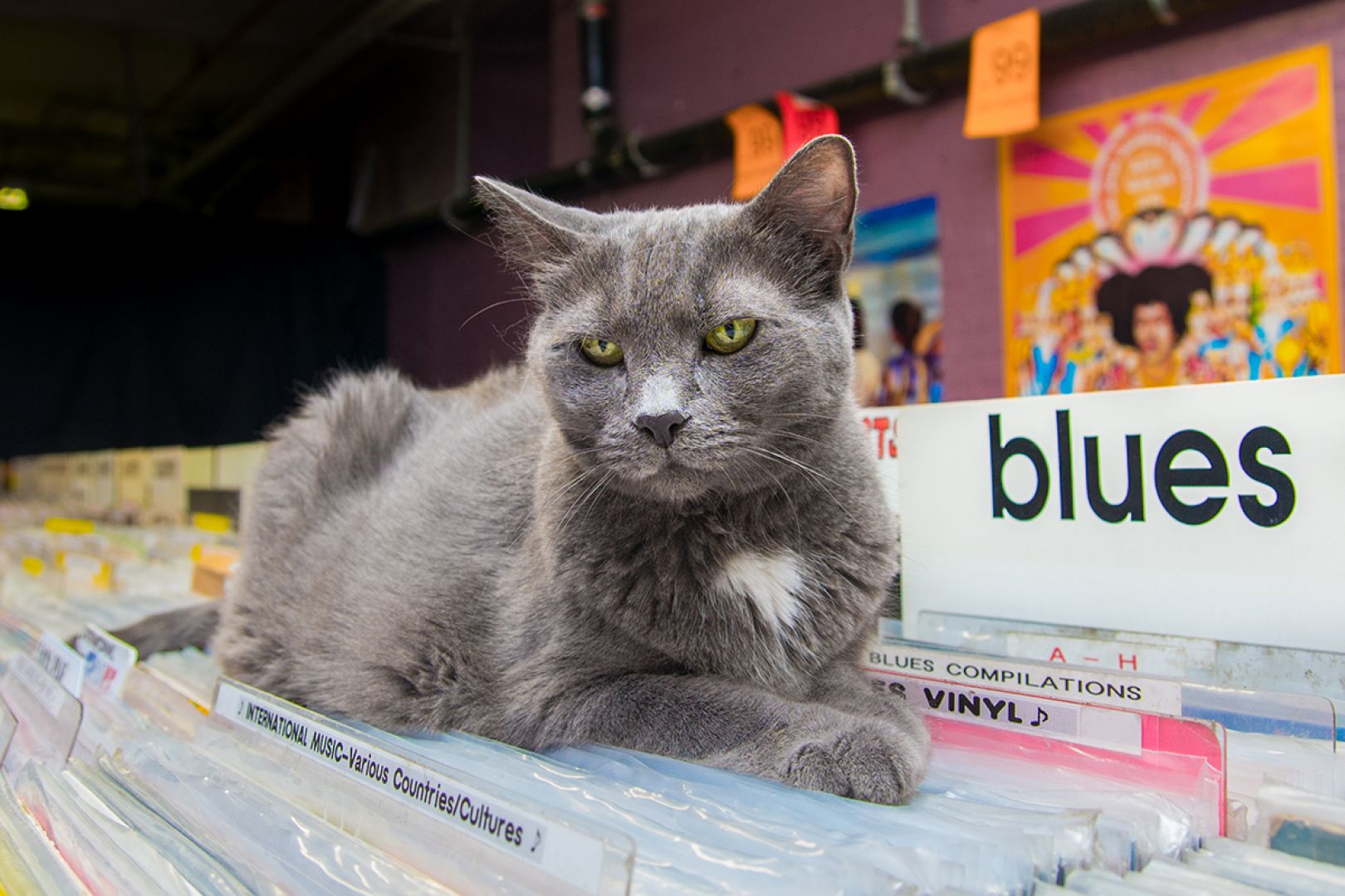 Shop Cats of New York: Discover the fascinating stories of cats living ...