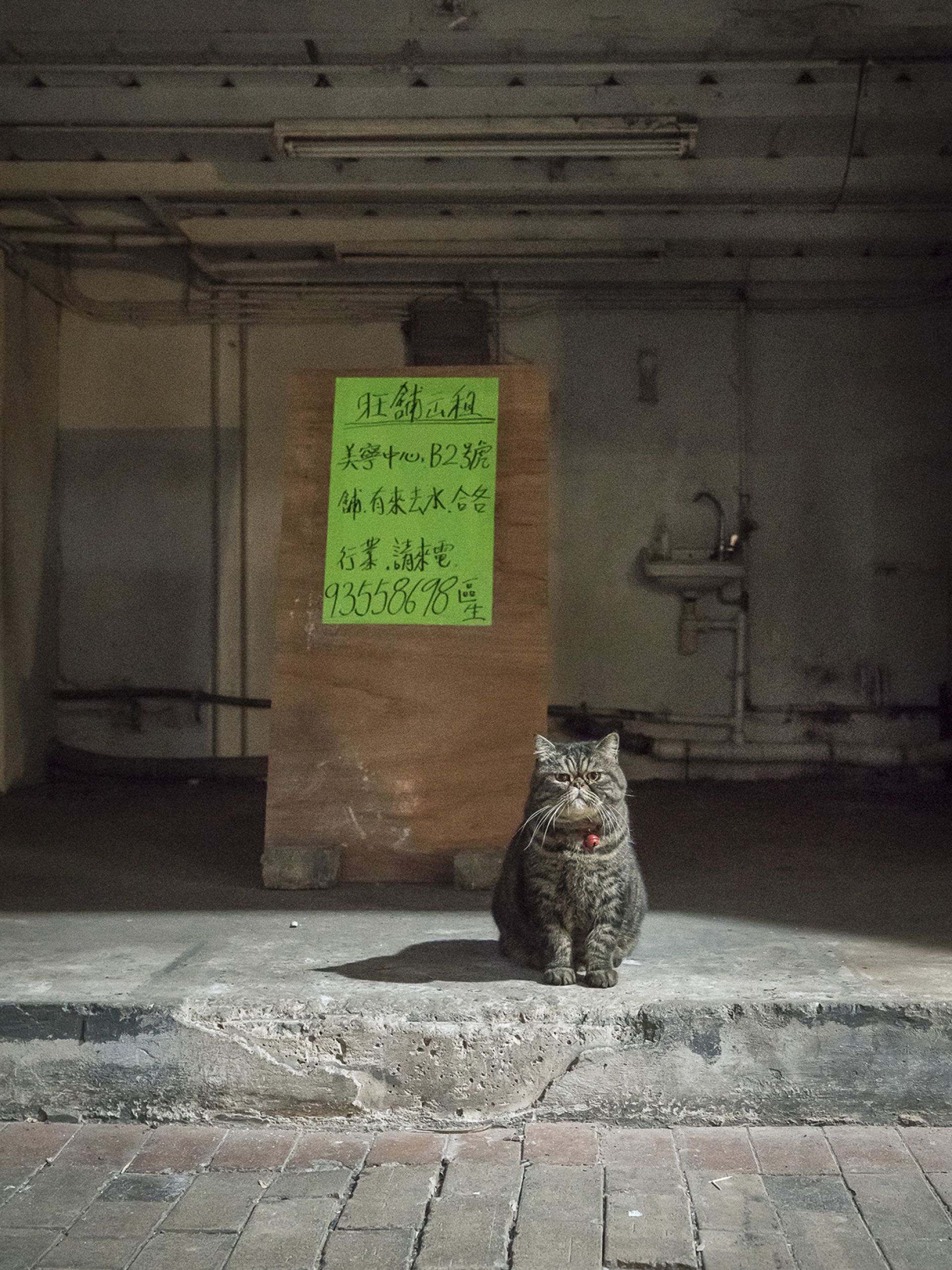 Shop Cats: Photographer captures charming felines living in Hong Kong's ...