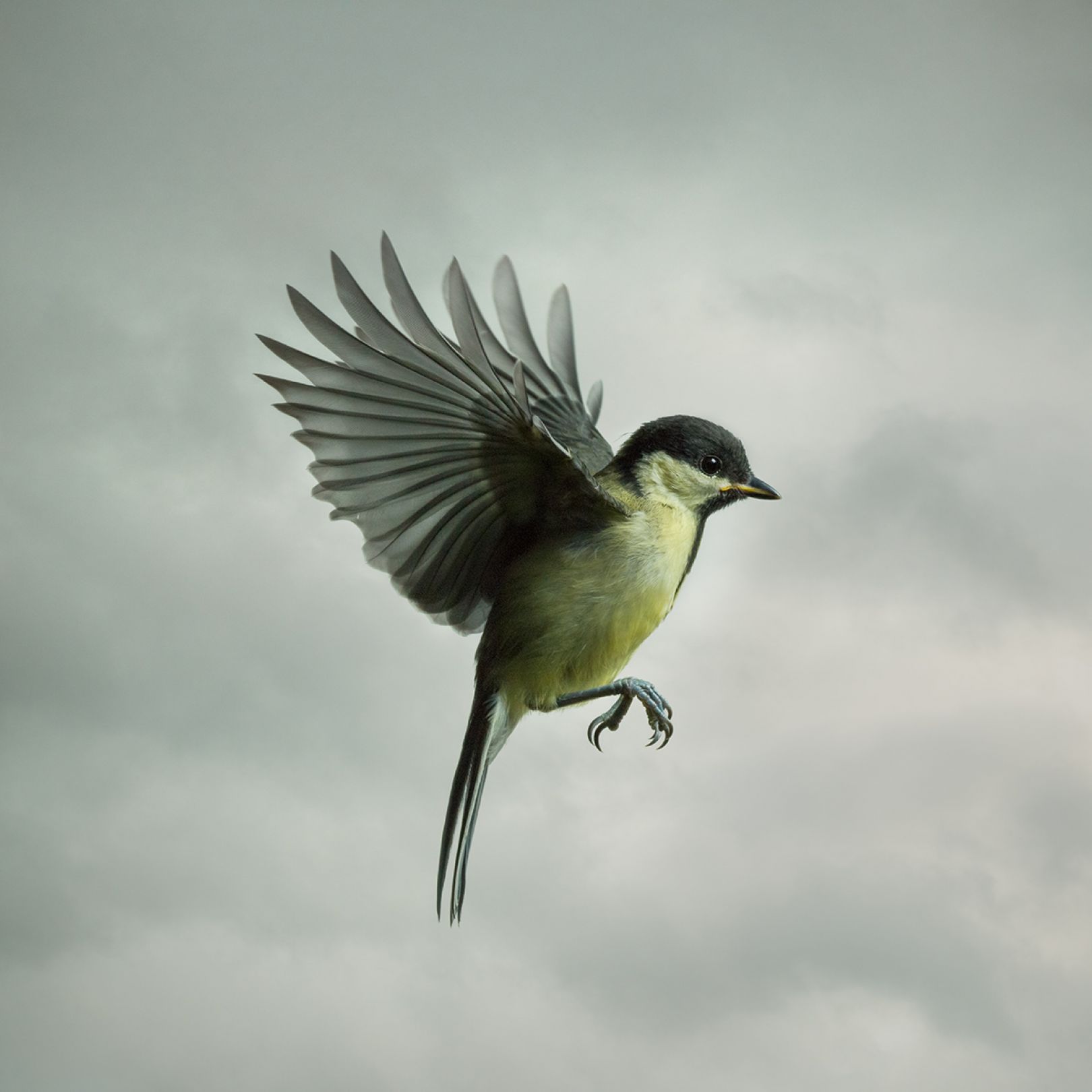 Everyday British birds captured mid-flight in the wild by photographer ...