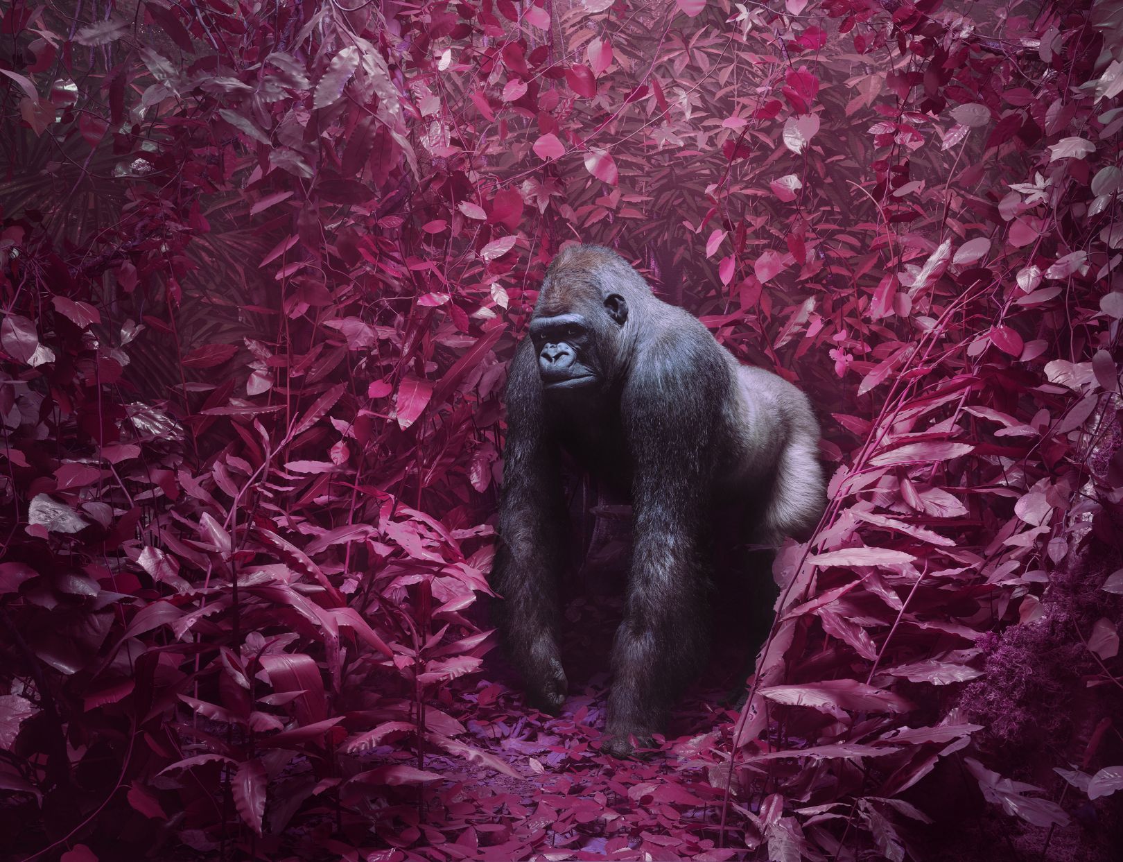 Jim Naughten's surreal 'digital paintings' highlight the perilous state ...