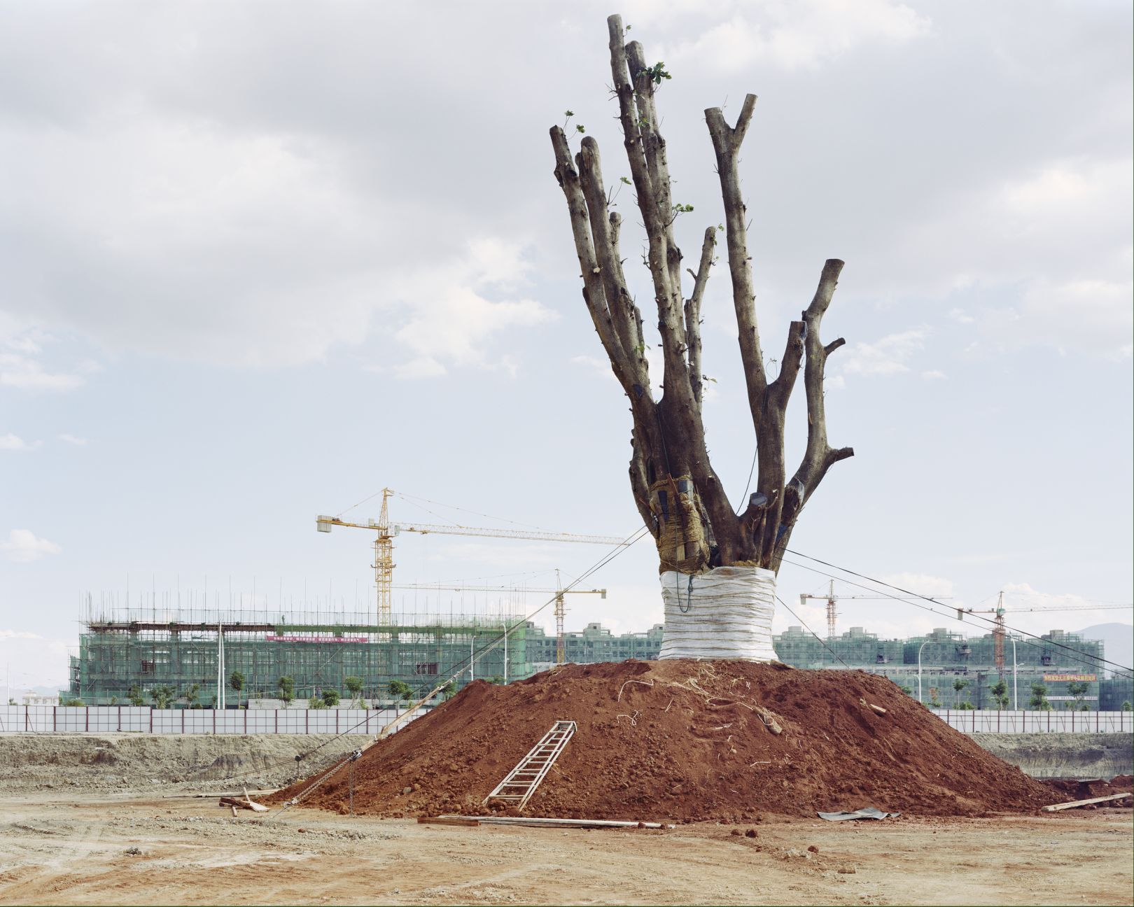 Forest: Yan Wang Preston's photographs of transplanted trees in fast ...