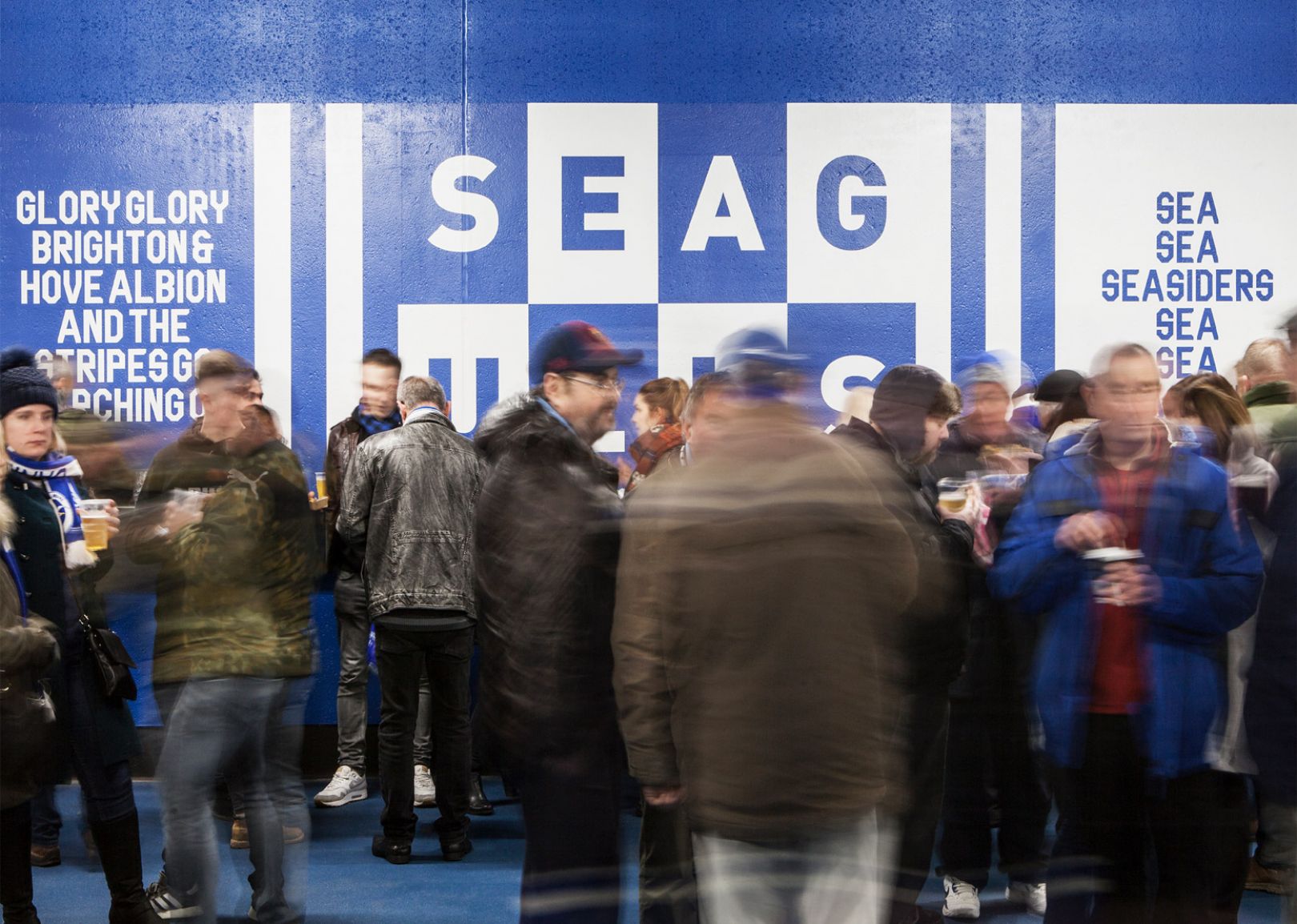 Good news for seagulls fans (the football club, not the bird ...